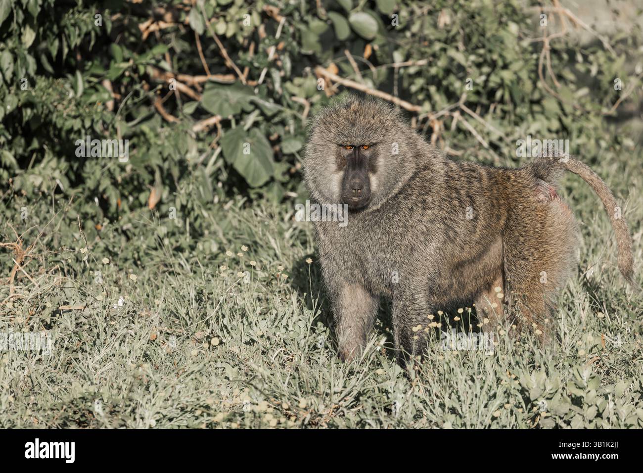 Close up view of Baboon in the woods at Ngorongoro crater Stock Photo ...