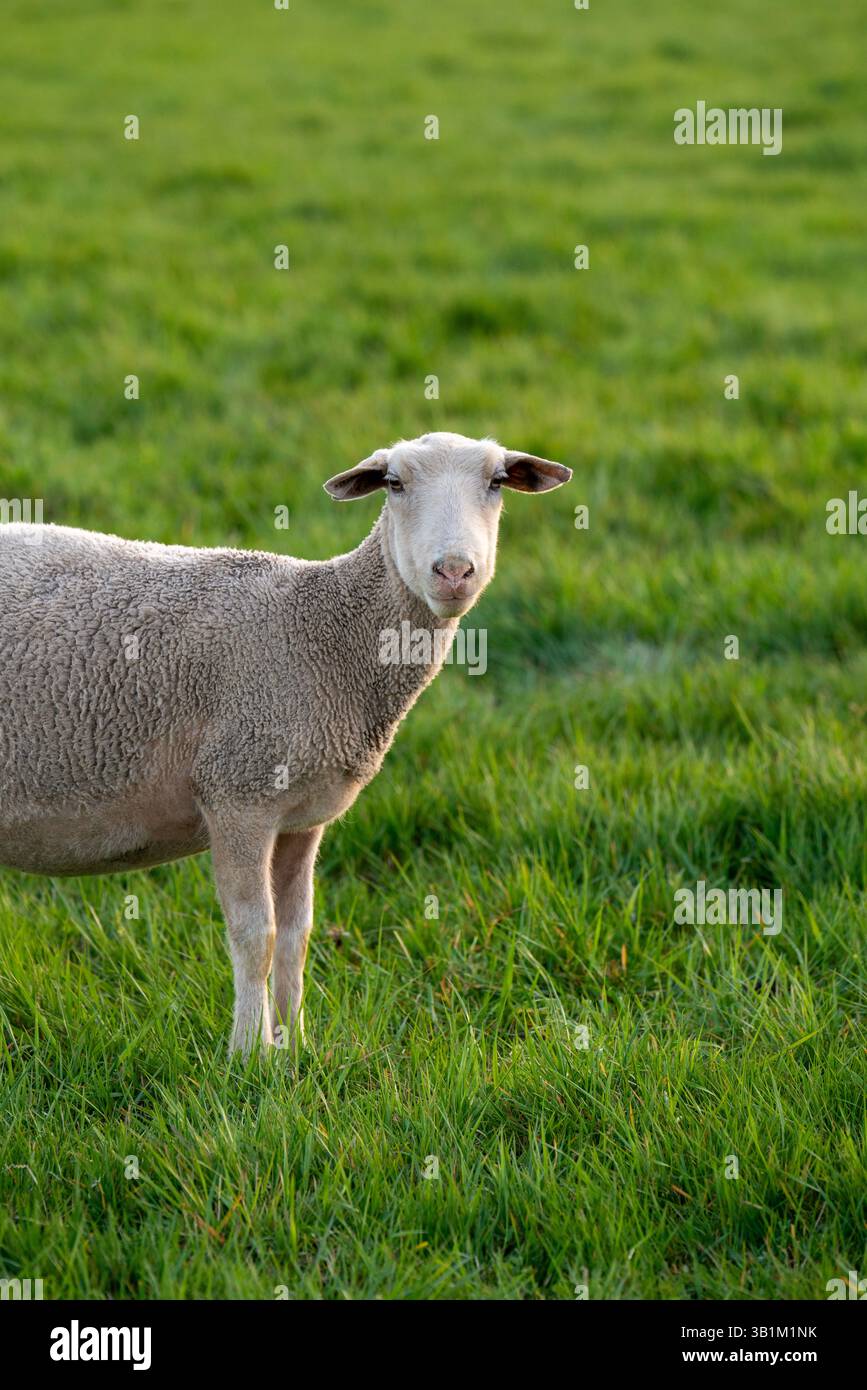 Sheep standing in meadow with green grass and looking at camera. Scene ...