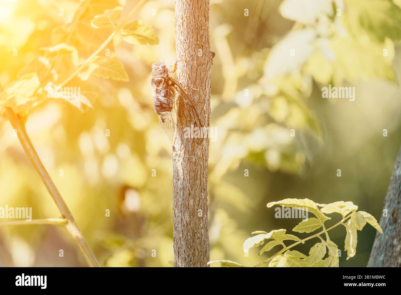 Cicada on branch hi-res stock photography and images - Alamy