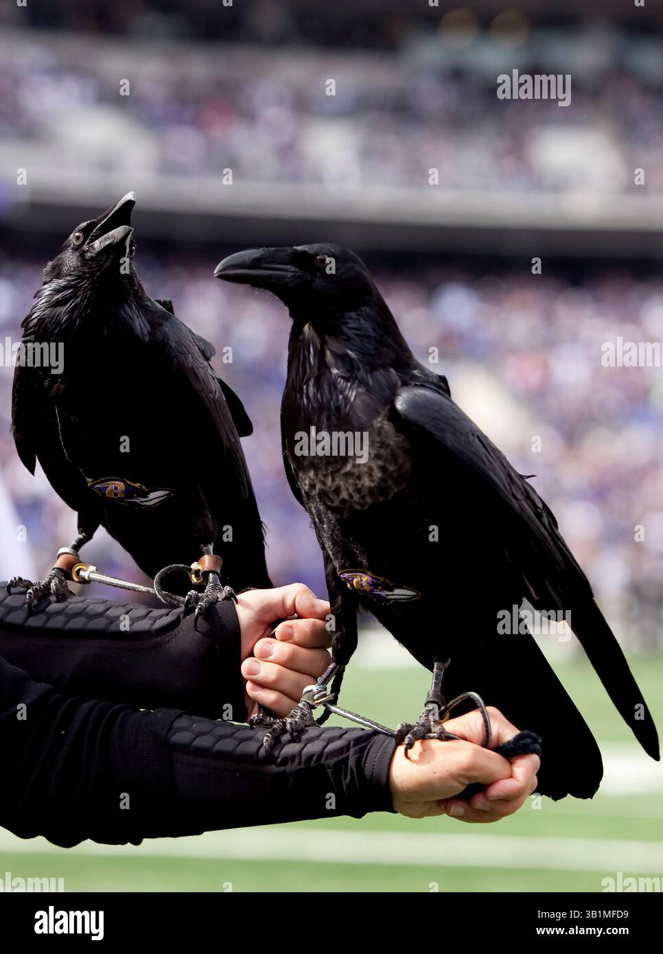 Nfl stadium sideline view hi-res stock photography and images - Alamy