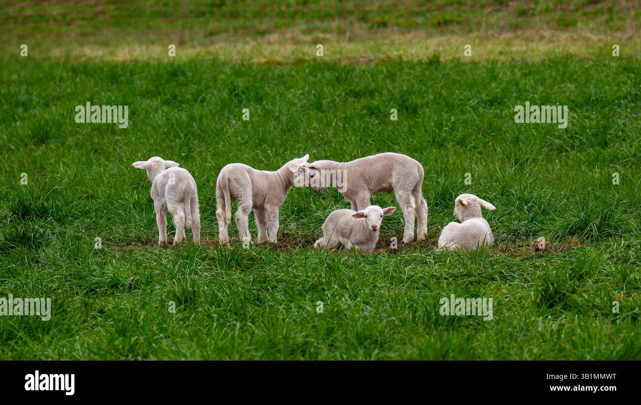 Group of cute lambs grazing, frolicking in green open-air pasture. Scene conveys rural idyll ...