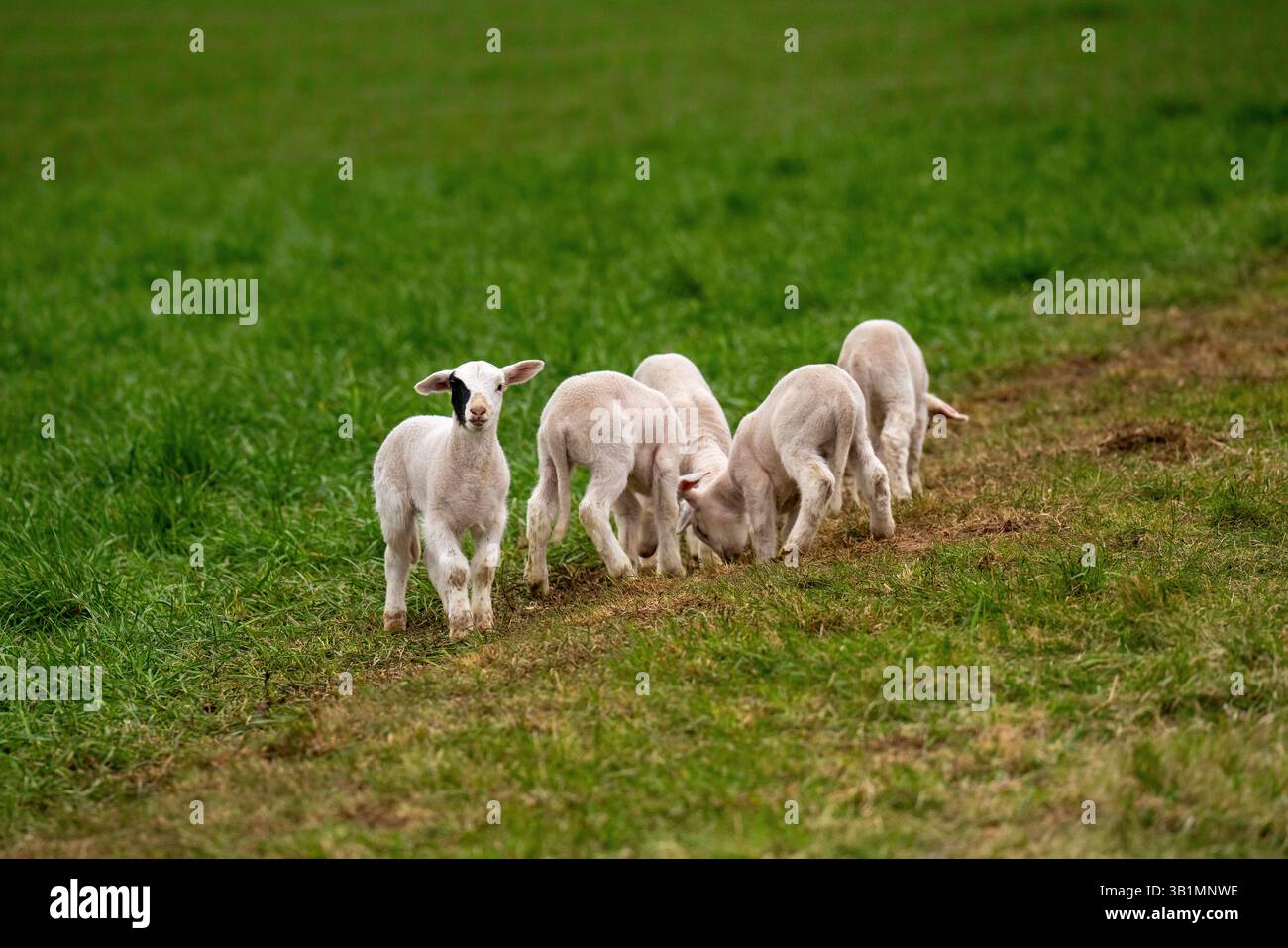 Group of cute lambs grazing, frolicking in green open-air pasture. Scene conveys rural idyll ...
