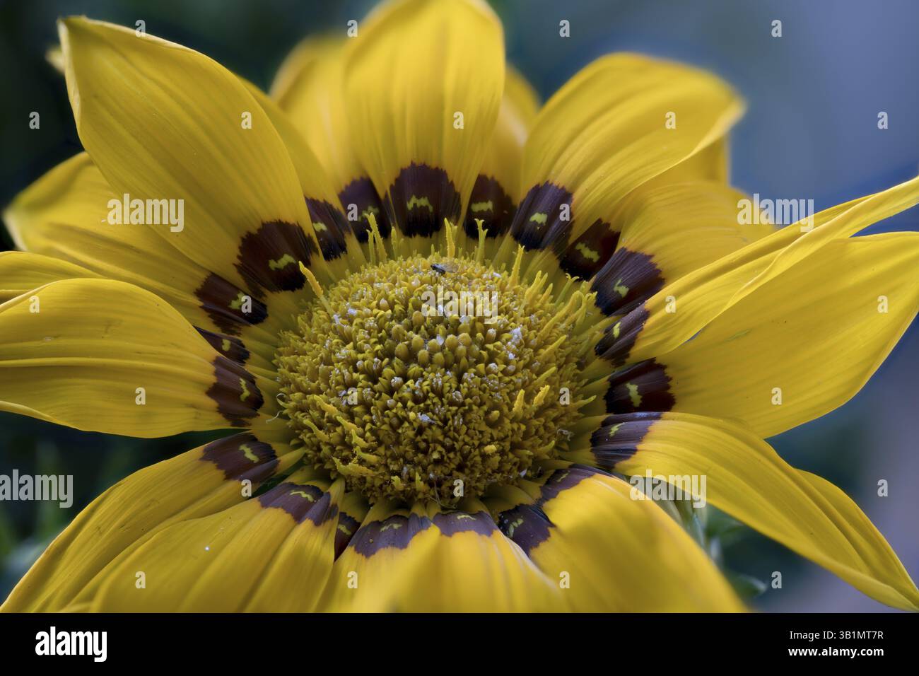 Gazania rigens (syn. G. splendens), treasure flower, belongs to the ...