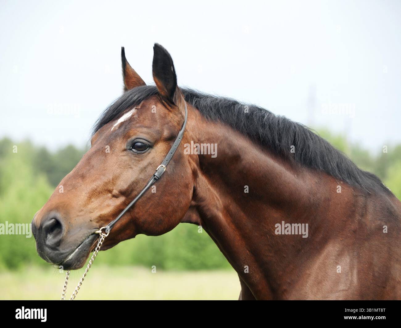 Beautiful breed dressage bay stallion Stock Photo - Alamy