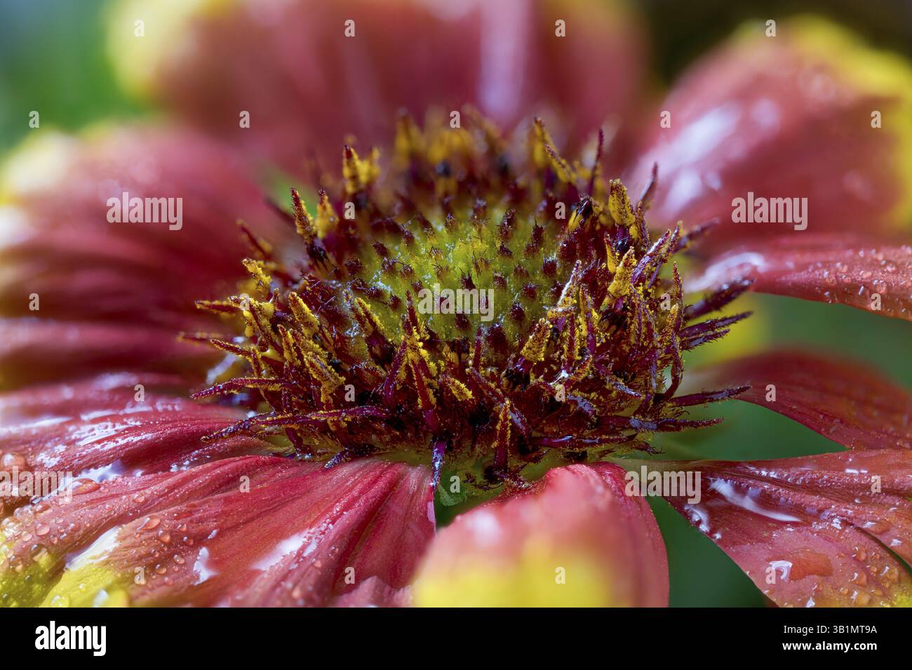 Gaillardia aristata is a North American wildflower in the sunflower ...