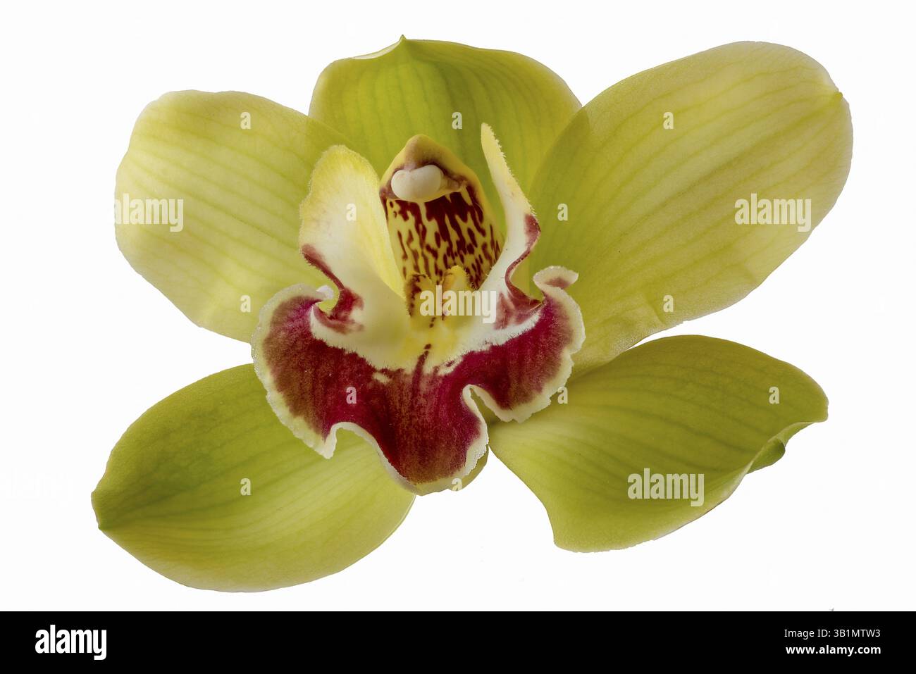 Cymbidium orchid in bloom cymbidium Cut Out Stock Images & Pictures - Alamy