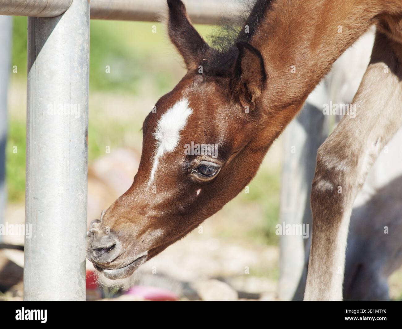 Portrait of beautiful inquisitive arabian foal. Israel Stock Photo - Alamy