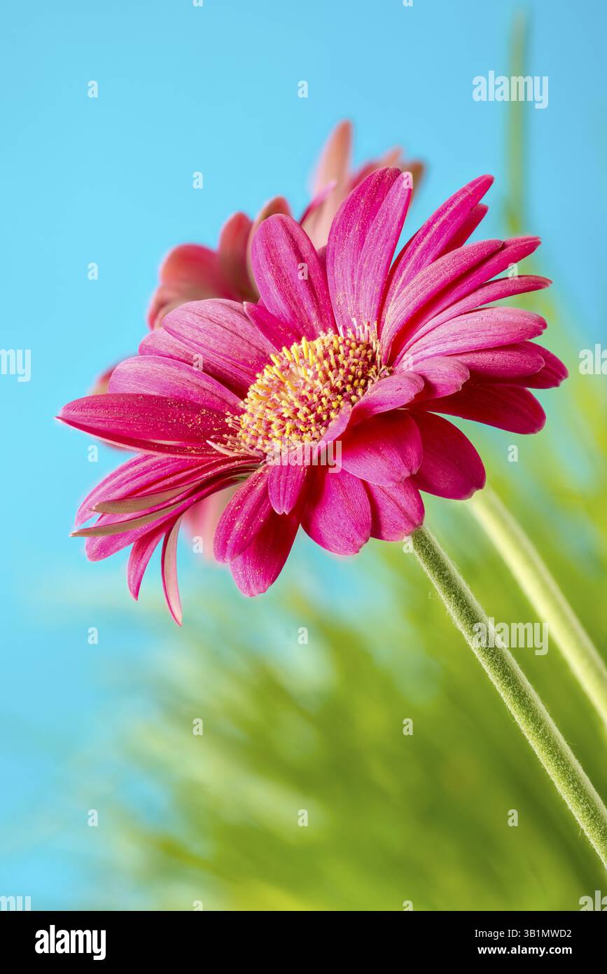 Gerbera hybrid hi-res stock photography and images - Alamy