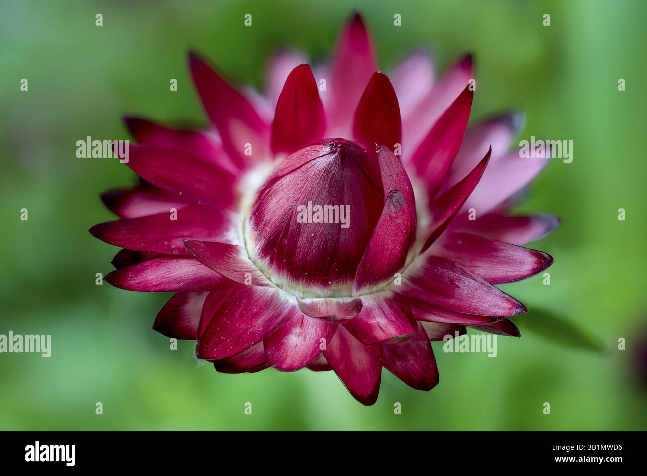 Flower strawflower bracteantha bracteata hi-res stock photography and ...