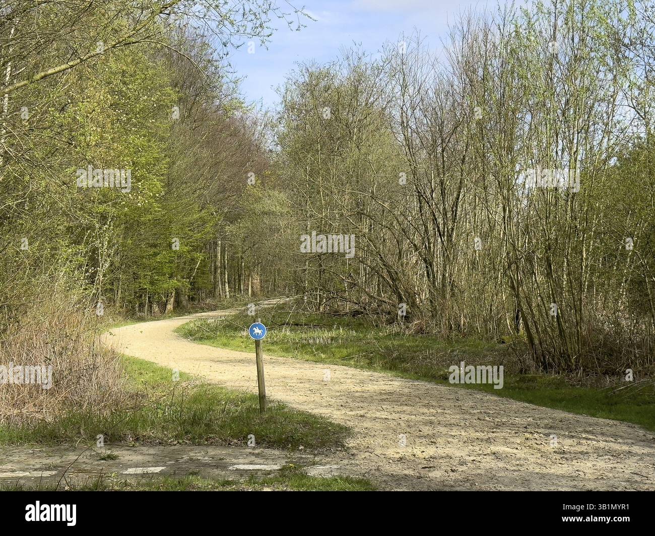 Signposted bridleway with soft sandy ground through mixed forest in ...