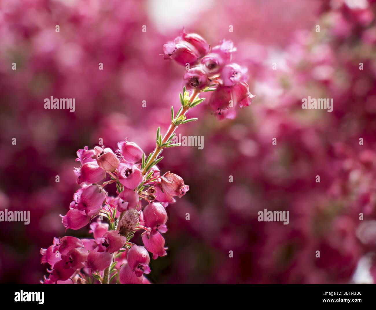 Blooming Erica gracilis from South Africa, not hardy in Germany ...