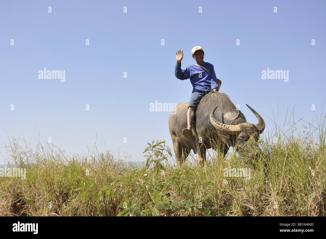 Man on water buffalo hi-res stock photography and images - Alamy