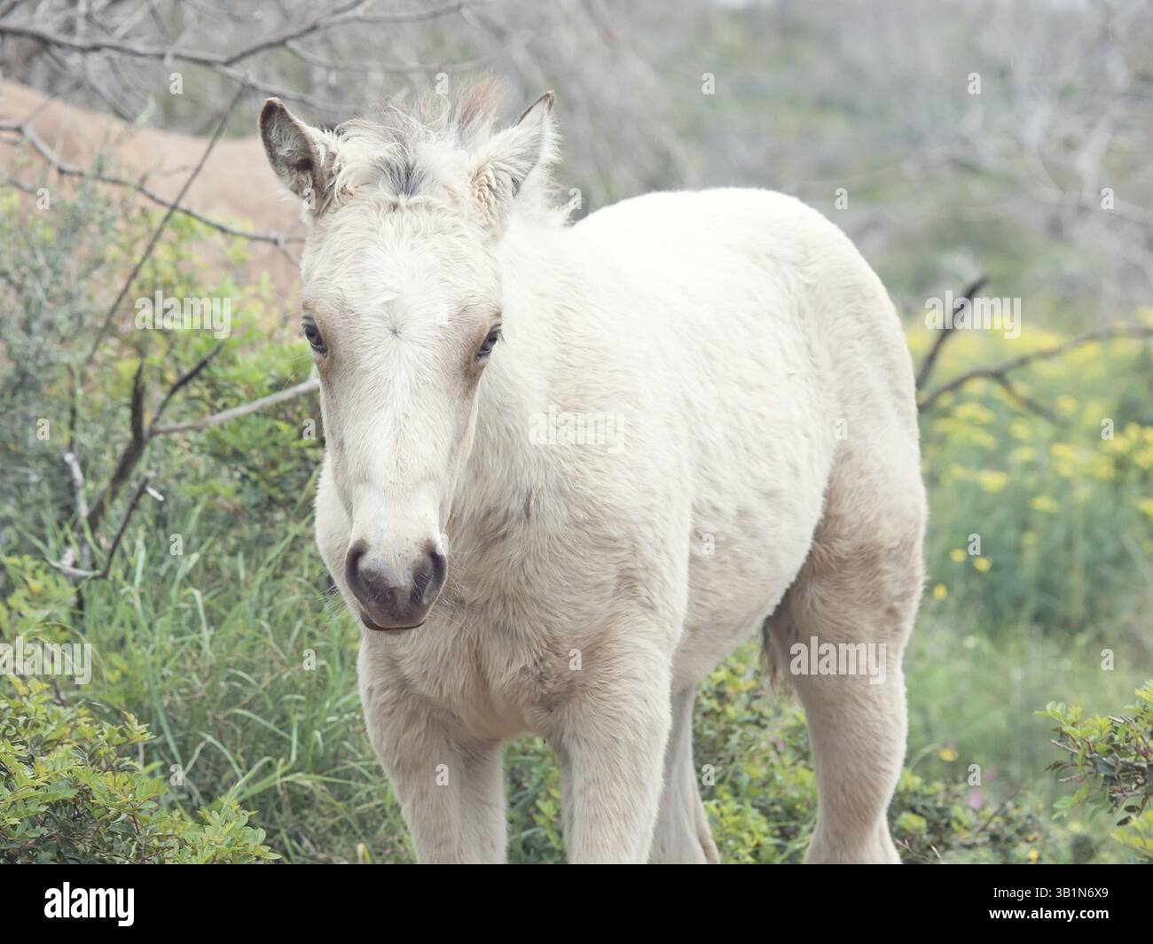 Portrait of half-wild cream foal. Israel Stock Photo - Alamy