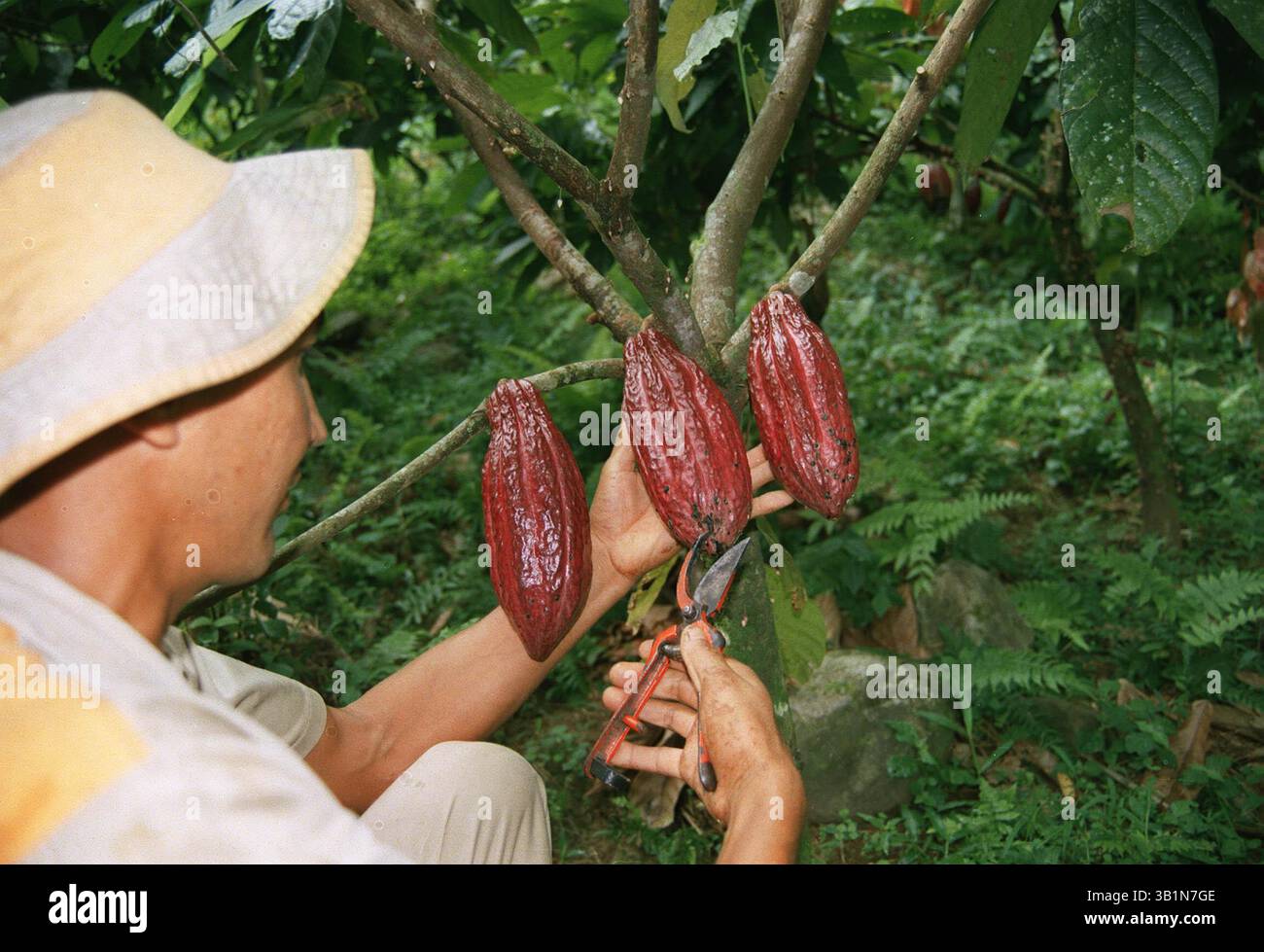 Cacao en grano hi-res stock photography and images - Alamy