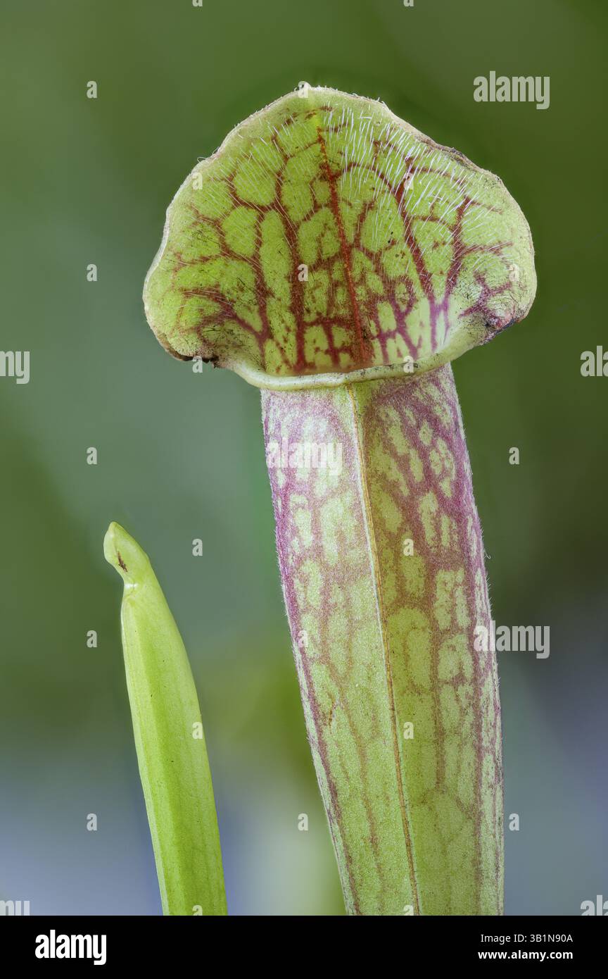 Leaf of a Sarracenia, North American pitcher plant, trumpet pitcher ...
