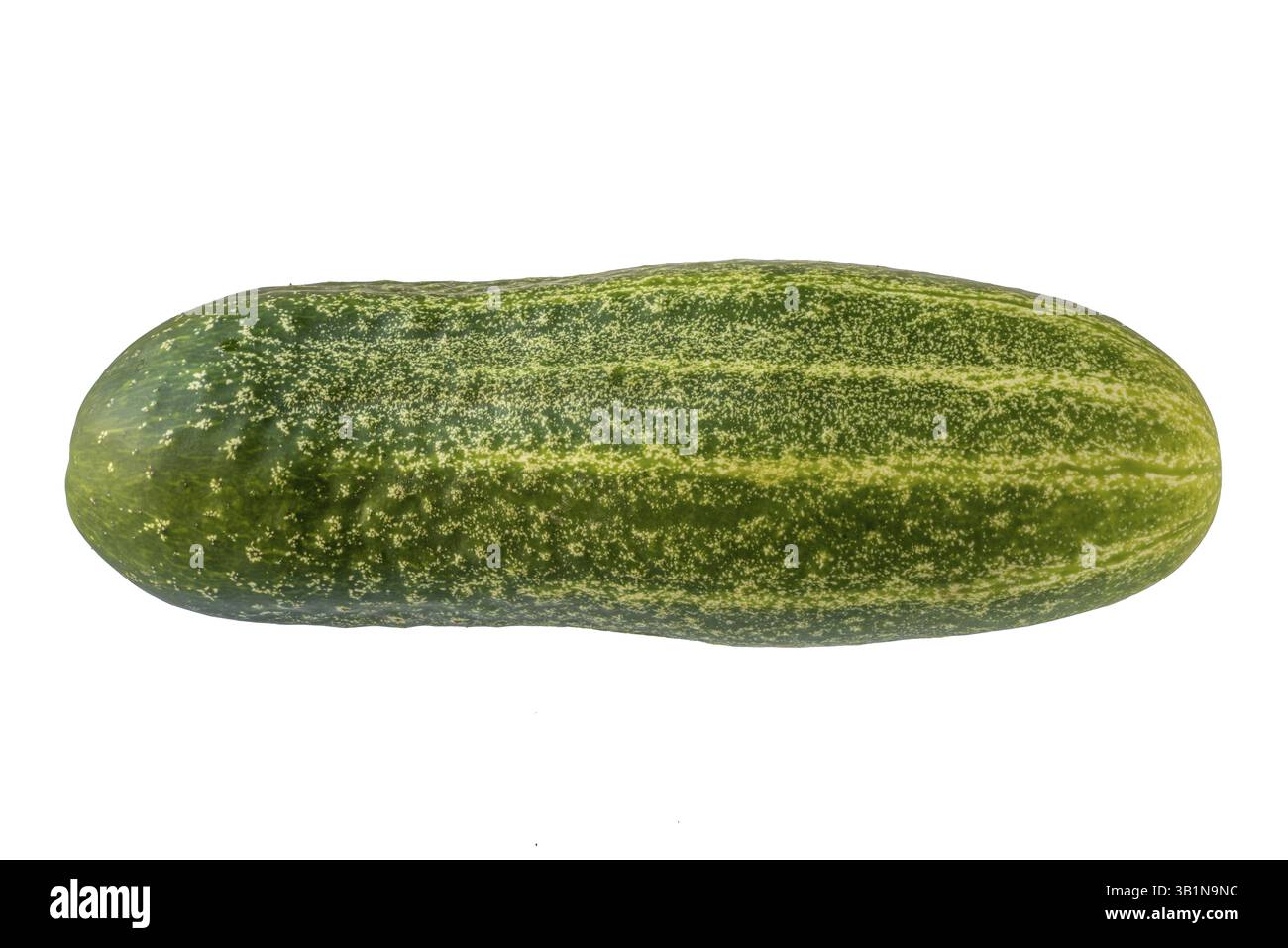 A ridge cucumber, isolated, on white background Stock Photo - Alamy
