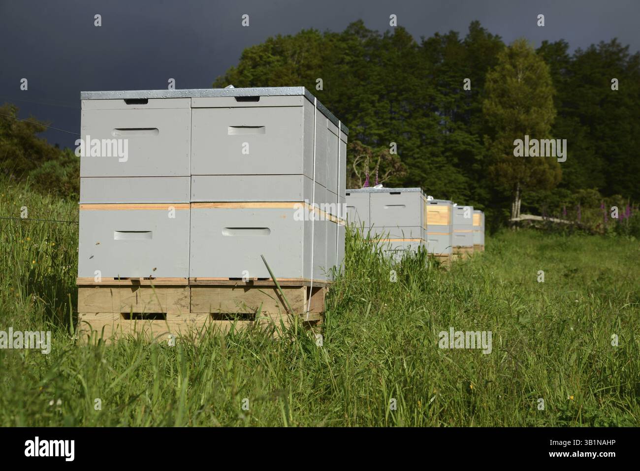 Bee hives placed near native bush on the West Coast Stock Photo - Alamy