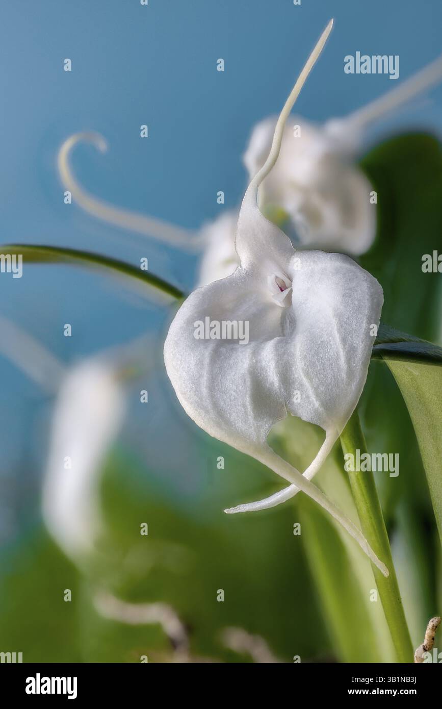 Masdevallia hi-res stock photography and images - Alamy