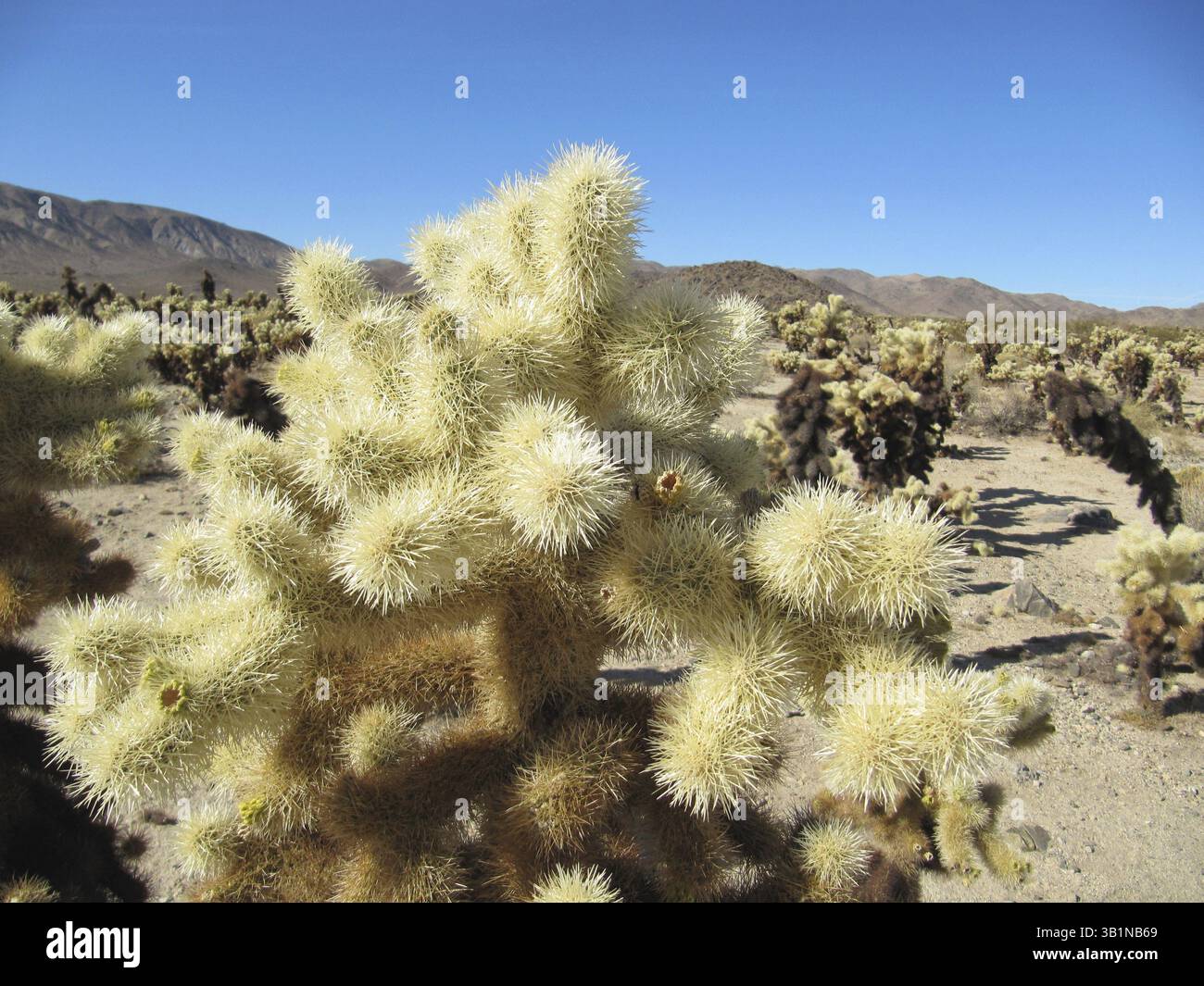 Cactus and yucca plants hi-res stock photography and images - Alamy