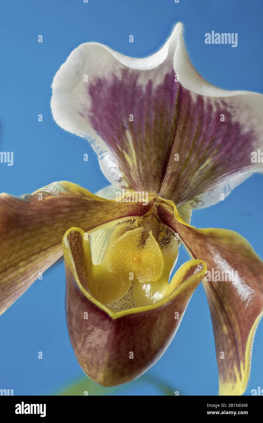 Lady's slipper hybrid, earth orchid Stock Photo - Alamy