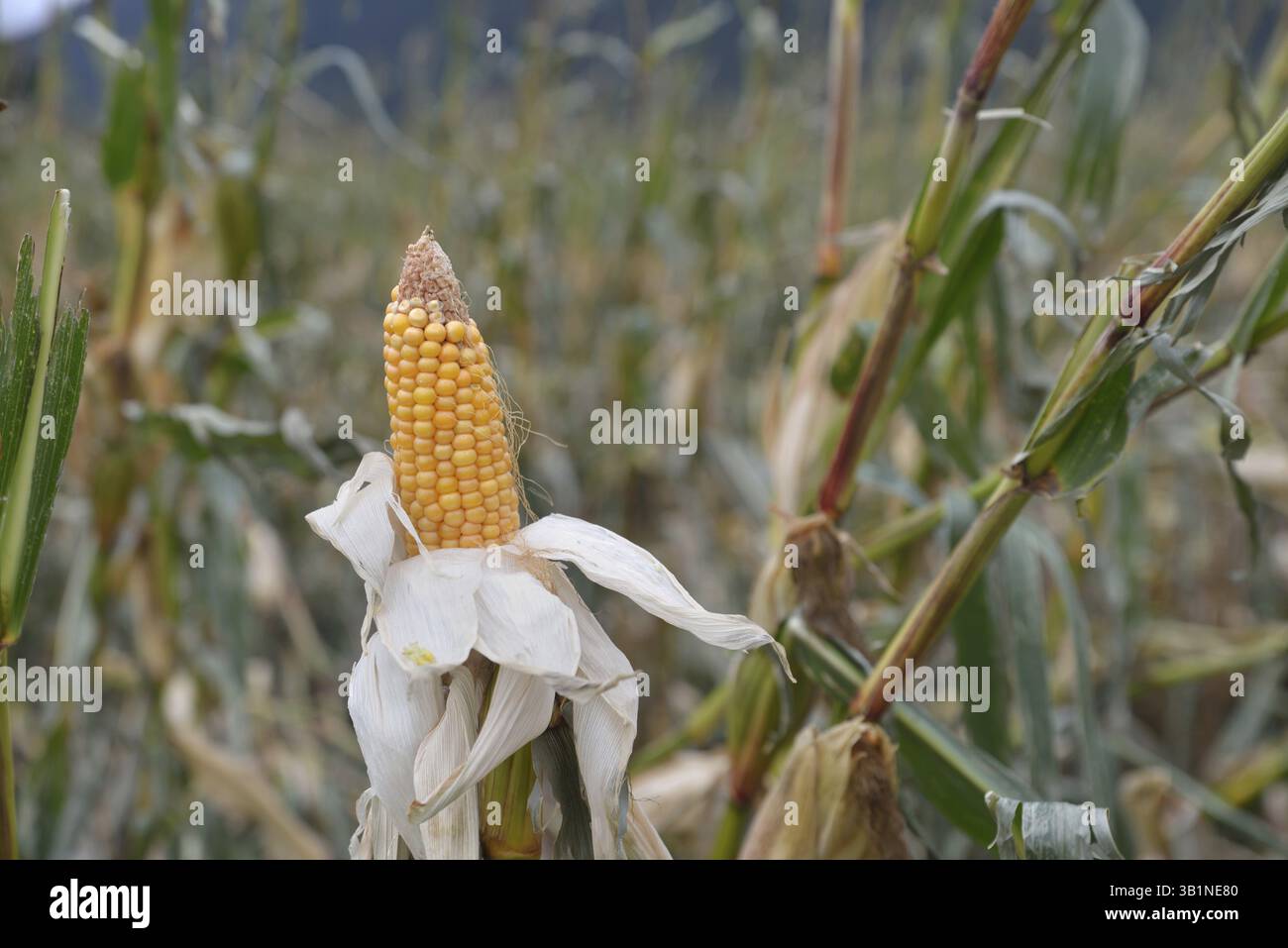 Farmers harvest a crop of maize for silage on a dairy farm in Westland ...