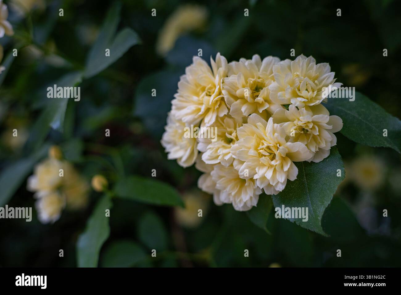 Yellow Banksia Roses at Sa'dabad Palace, Tehran – A lush floral ...