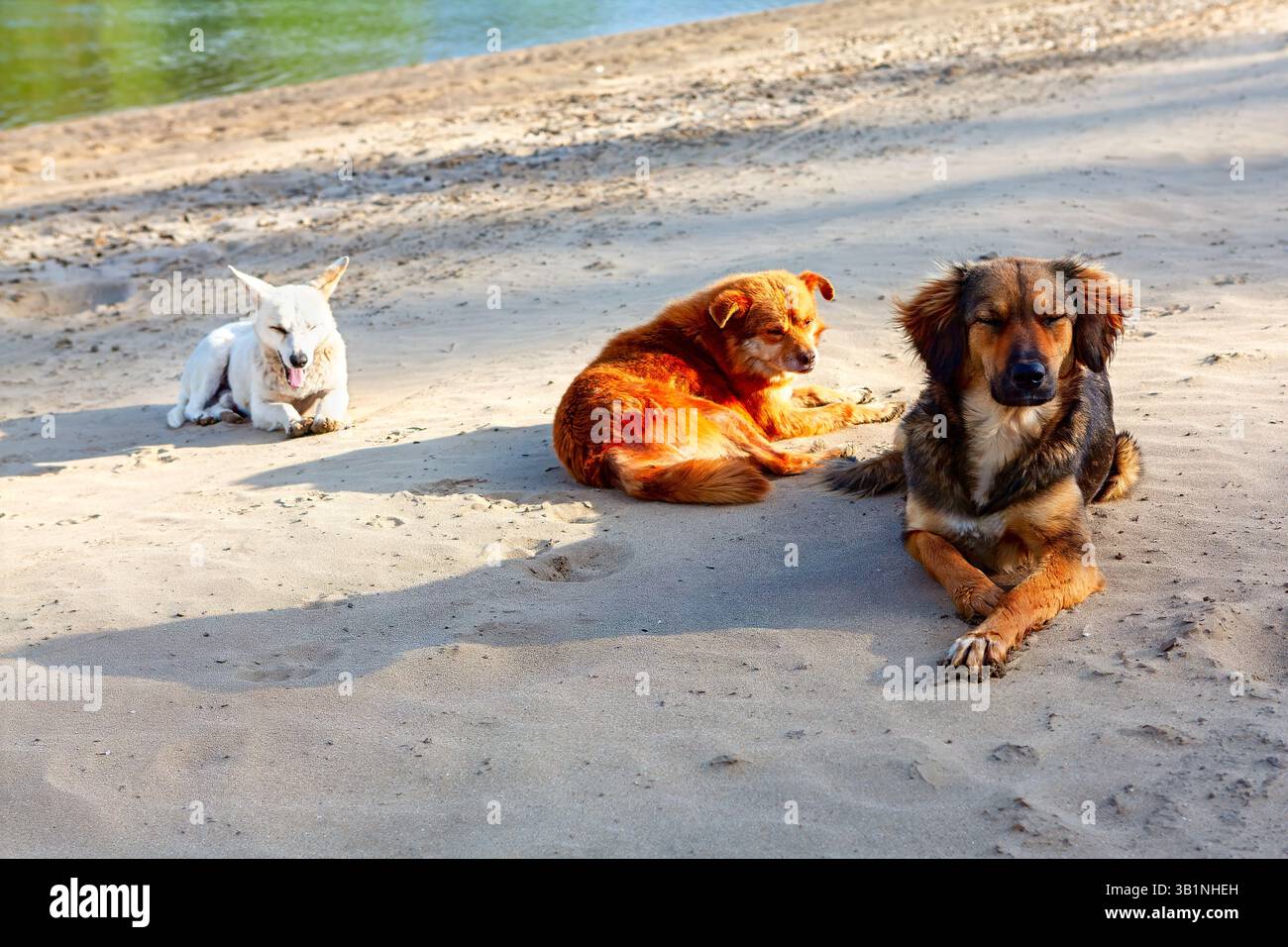 Three stray dogs rest hi-res stock photography and images - Alamy