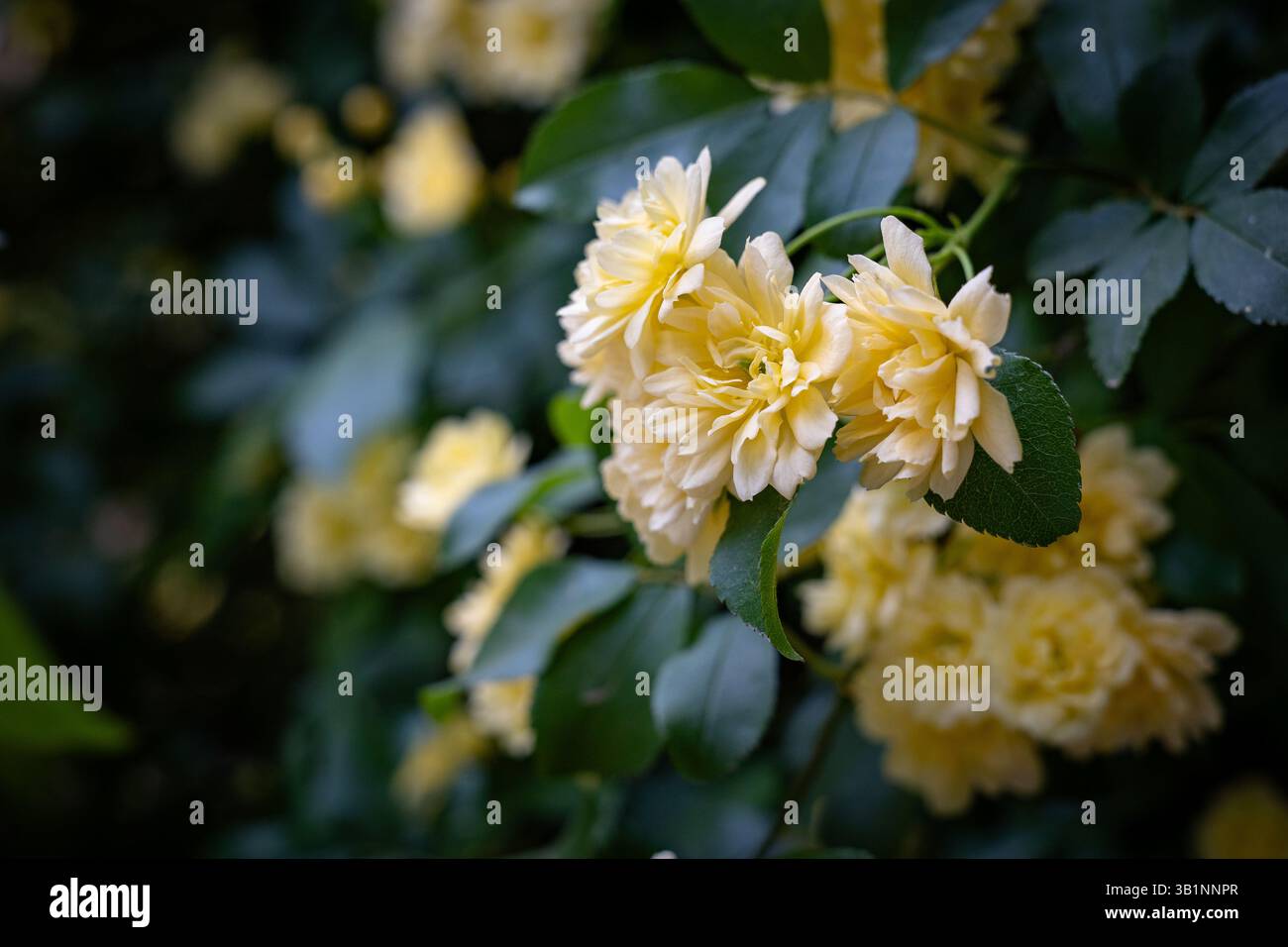 Yellow Banksia Roses at Sa'dabad Palace, Tehran – A lush floral ...