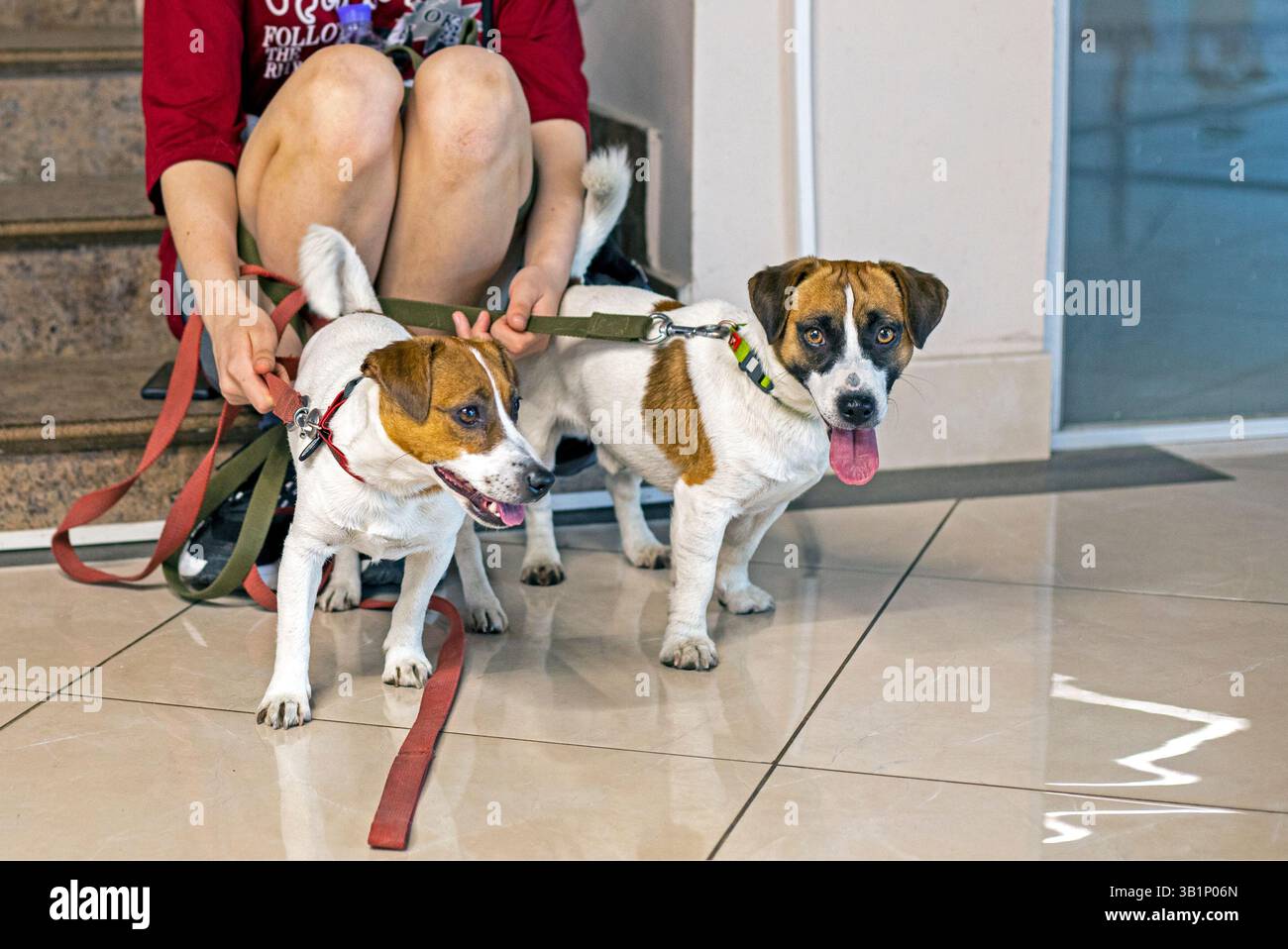 keep two jack russell terrier dogs on a leash in the lobby of the mall Stock Photo - Alamy