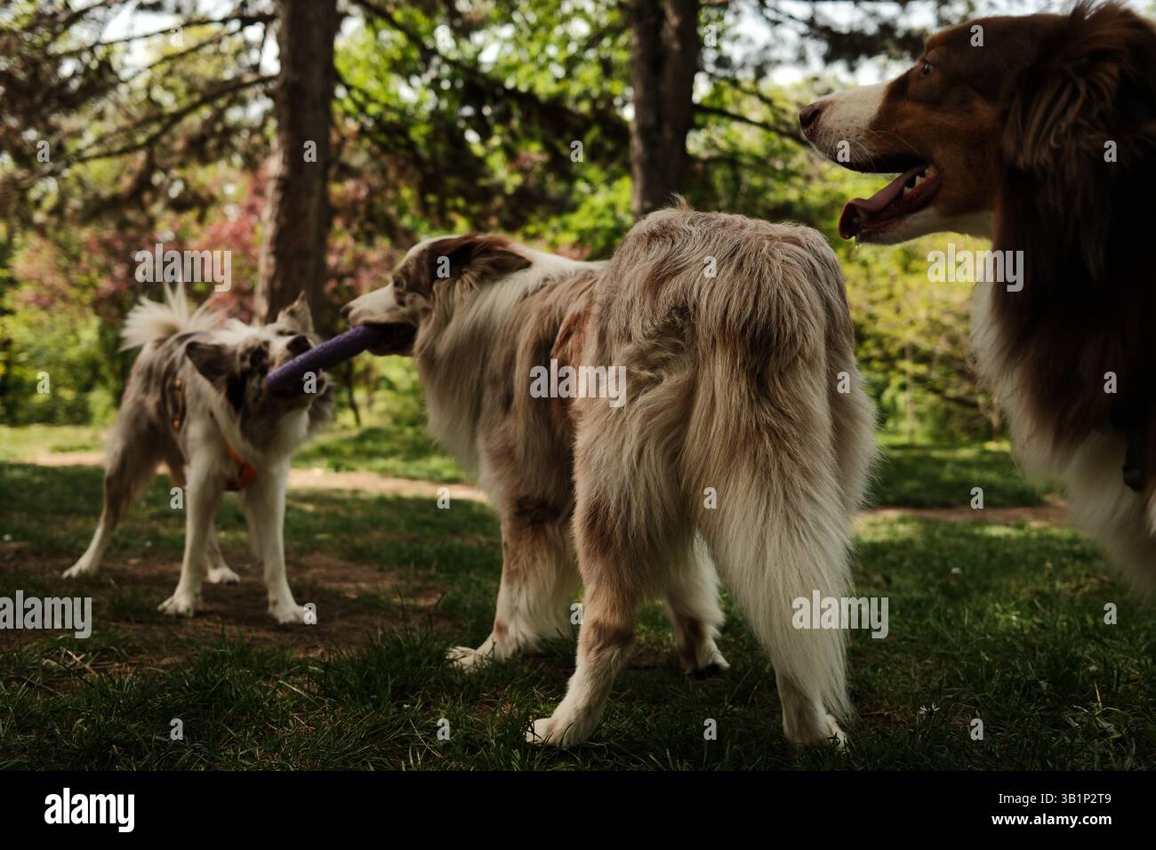 Two red merle Border Collies play tug-of-war with a purple ring in a ...