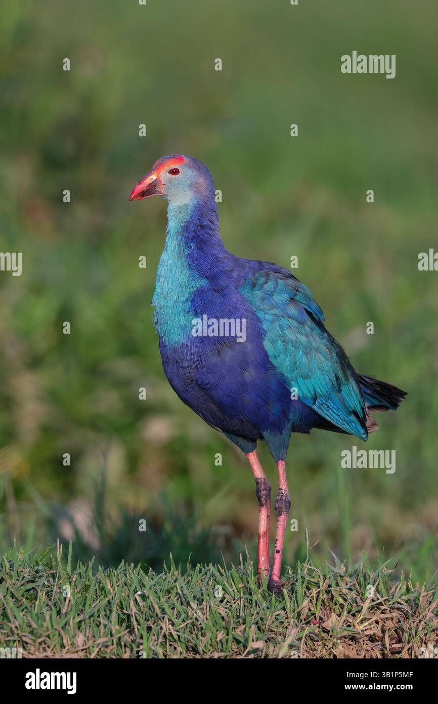 The grey-headed Swamphen is a species of swamphen occurring from the ...