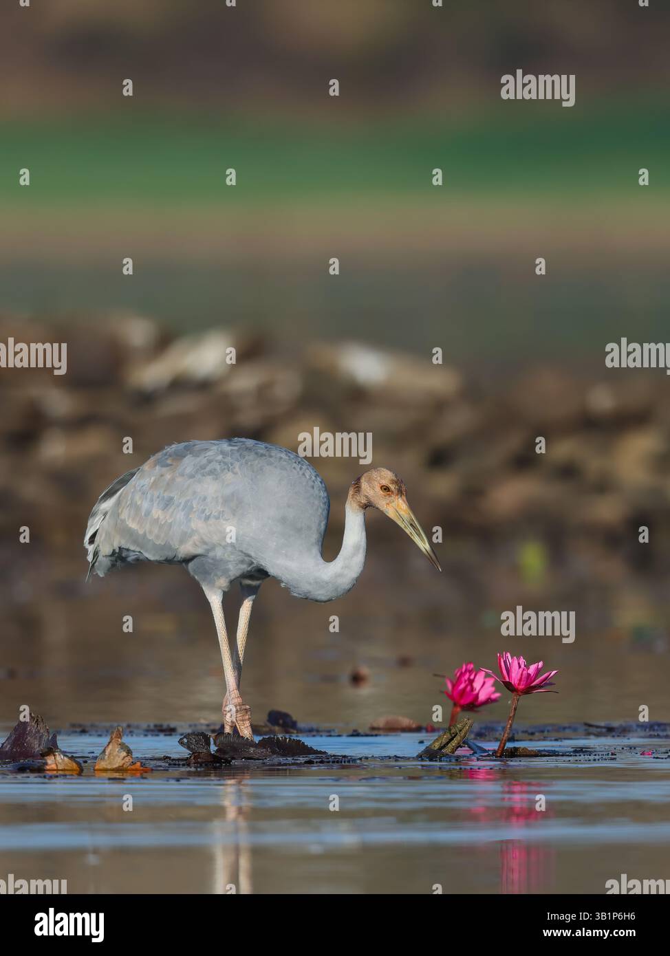 Sarus Crane - is a large crane found in parts of the Indian ...
