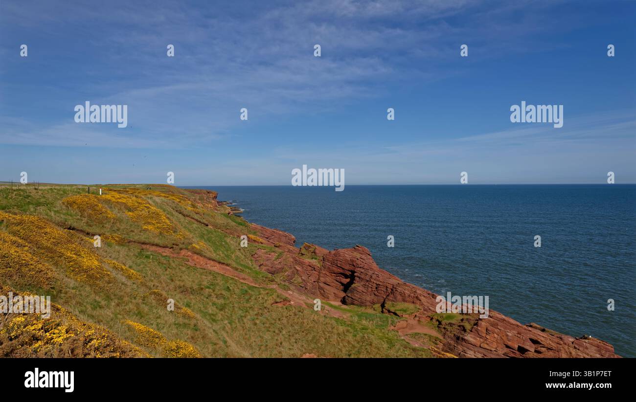 Ulex europaeus lower devonian sandstone hi-res stock photography and ...