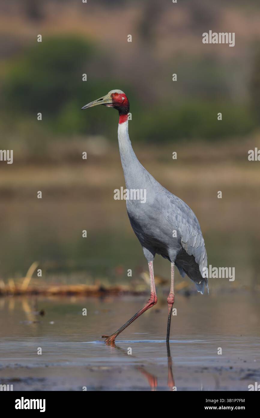 Sarus Crane - is a large crane found in parts of the Indian ...