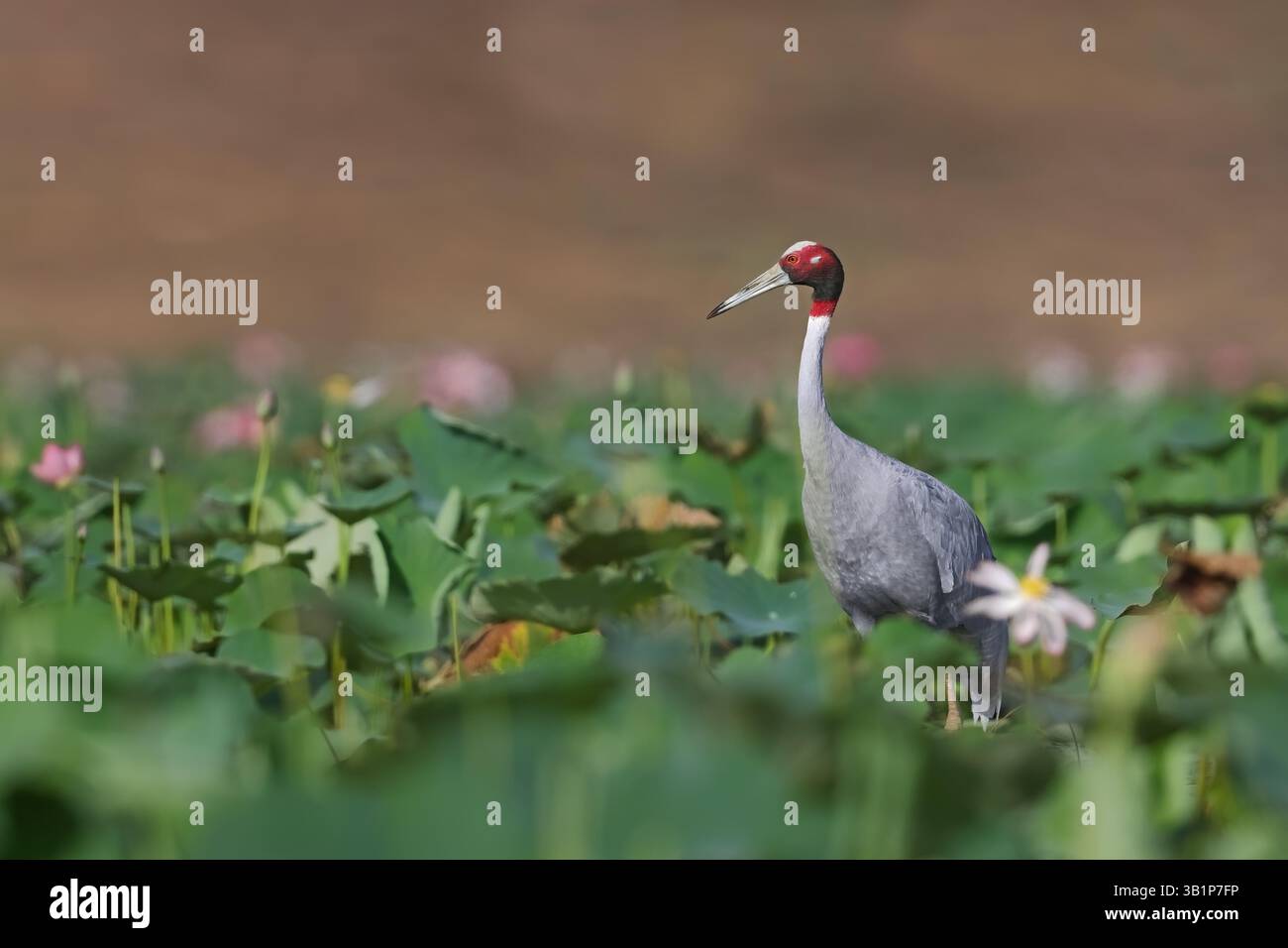 Sarus Crane - is a large crane found in parts of the Indian ...