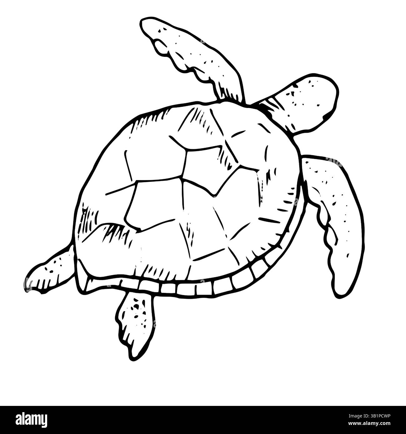 Turtle exotic fish on Stock Vector Images - Alamy