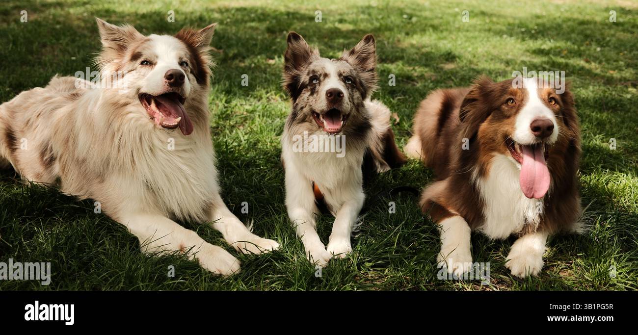 Three happy dogs - brown Australian Shepherd and two red merle Border ...
