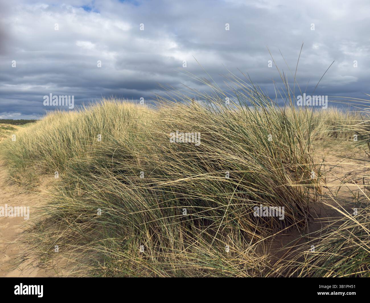 Marram grass sand dune smartphone stock photos and images - Alamy