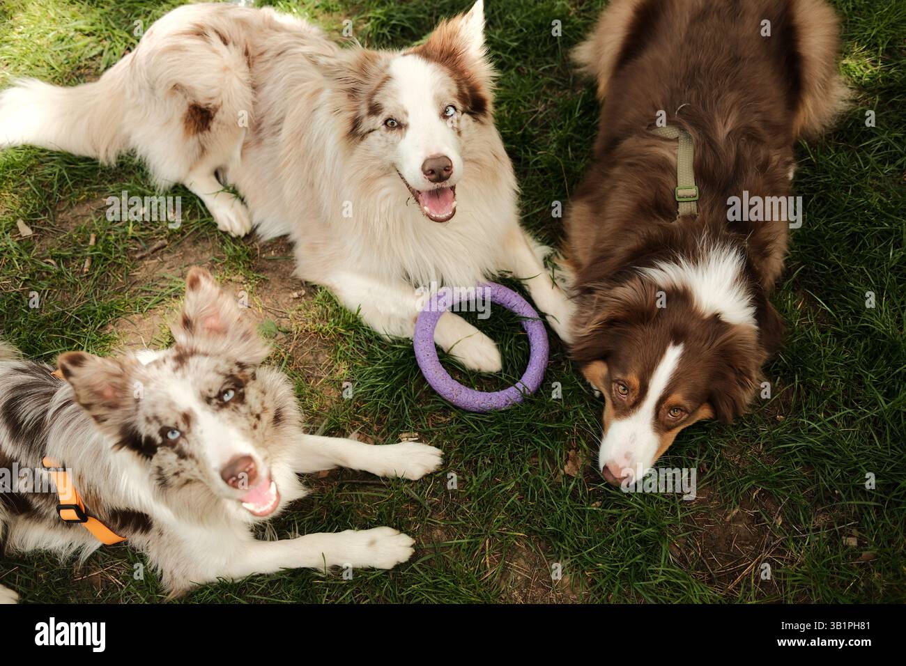 Happy dogs - two red merle Border Collie and one brown Australian ...