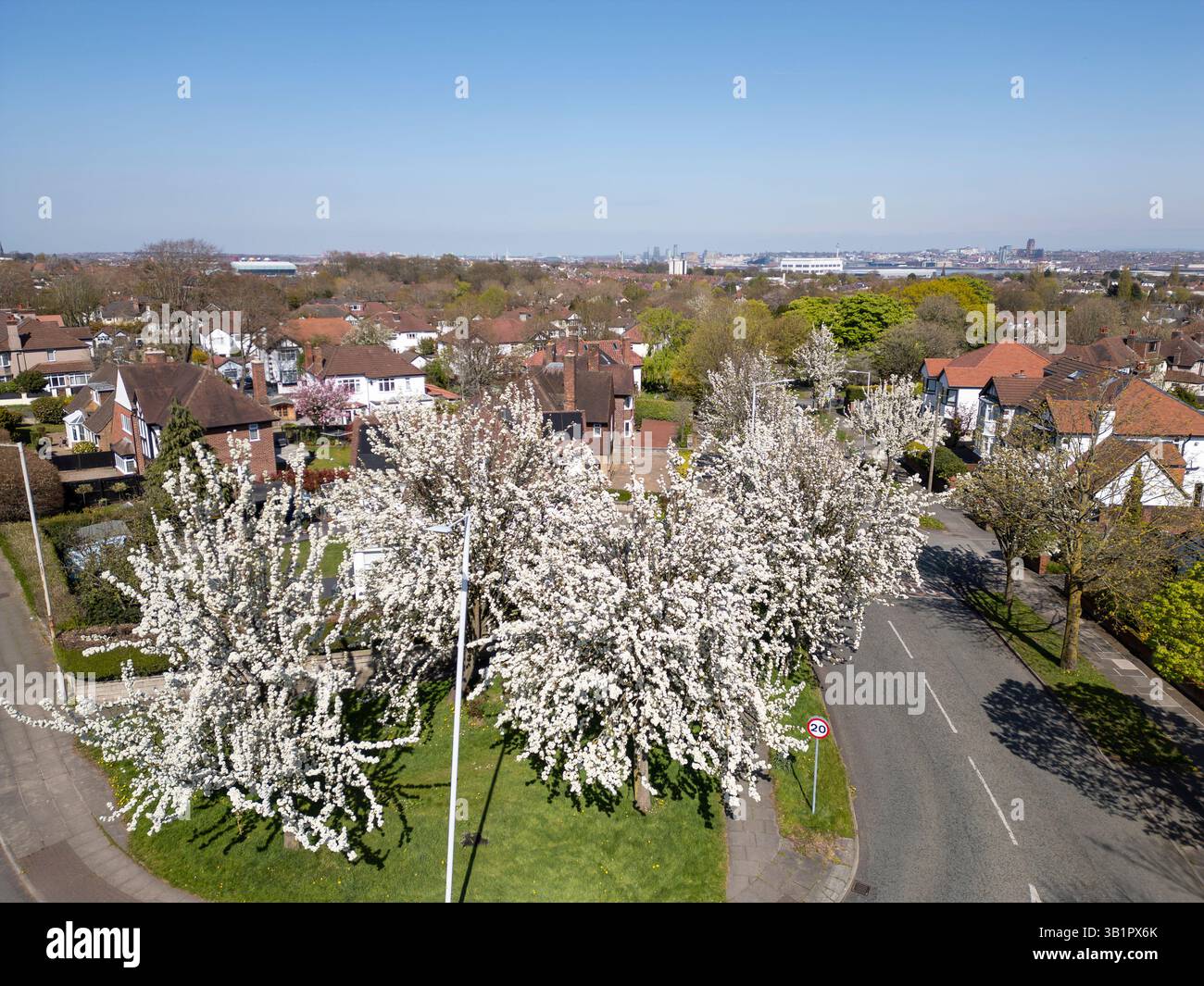 WIRRAL, MERSEYSIDE, ENGLAND - APRIL 09, 2025: Cherry trees in blossom ...
