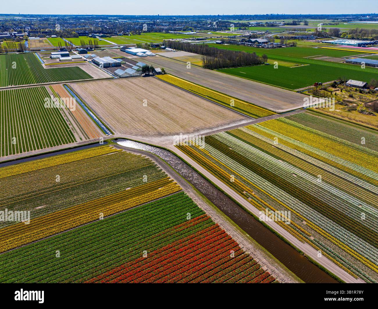A stunning aerial view of vibrant tulip fields in full bloom, featuring red, yellow, and blue ...