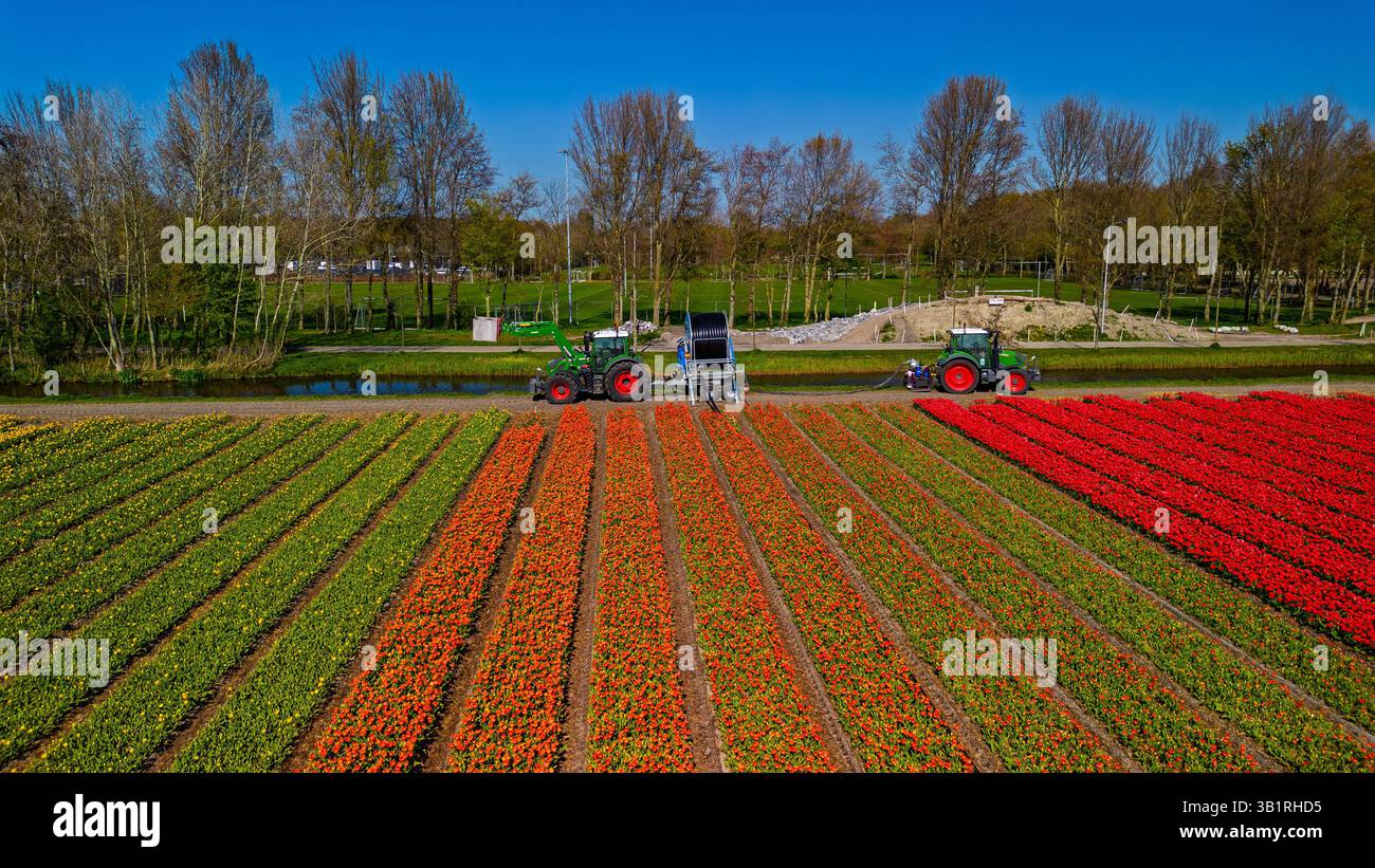 Aerial view of vibrant tulip fields in full bloom, with two tractors ...