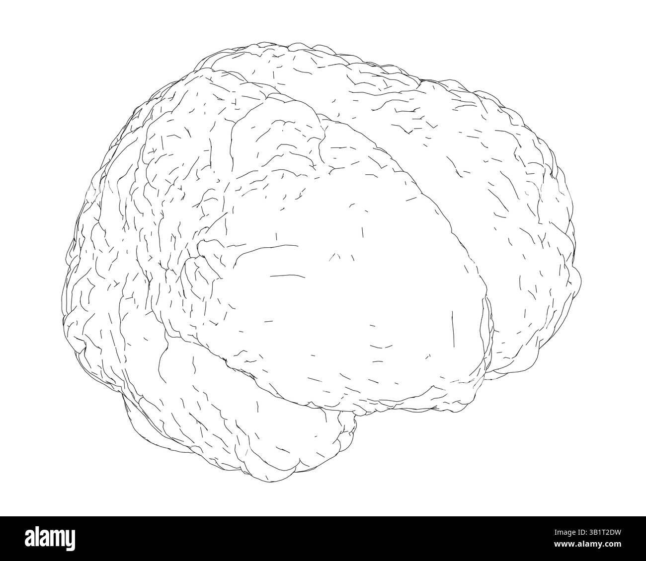 A brain is shown in black and white. The brain is shown in a very ...