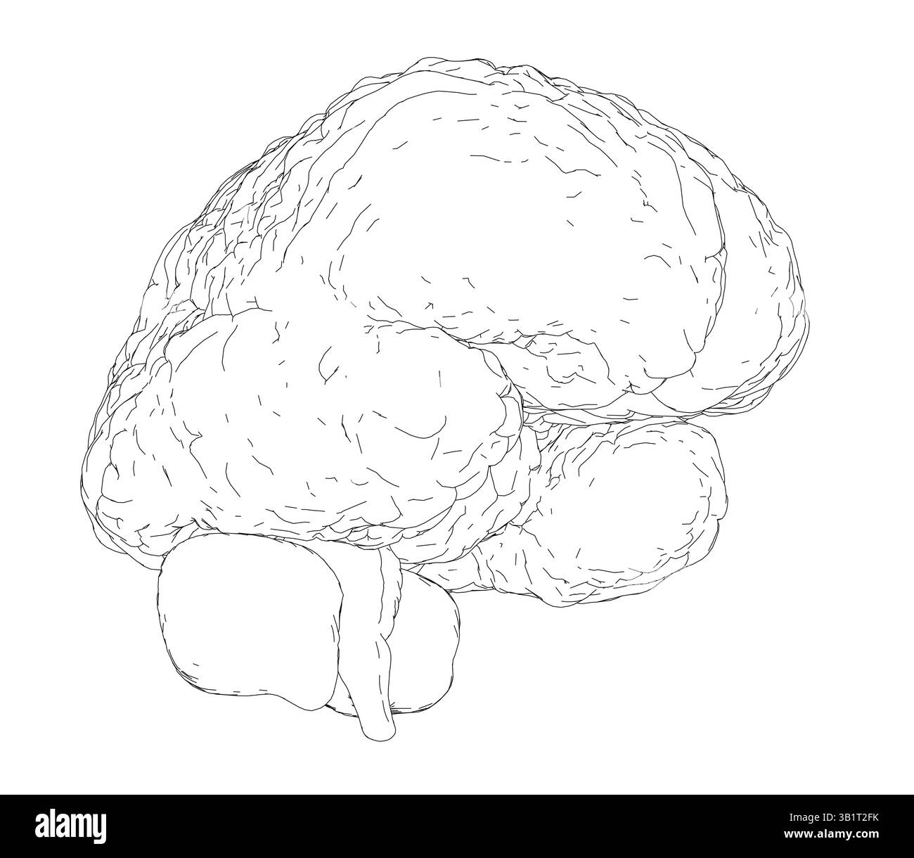 A brain is shown in a black and white drawing. The drawing is of a ...