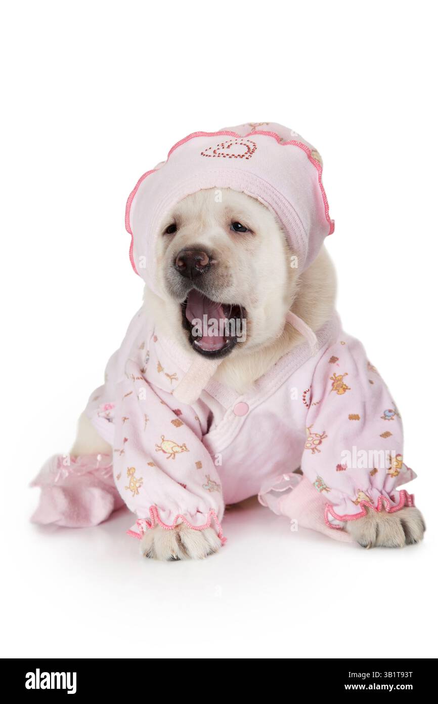 Six weeks old purebred Labrador puppy dressed in pajamas yawns ...