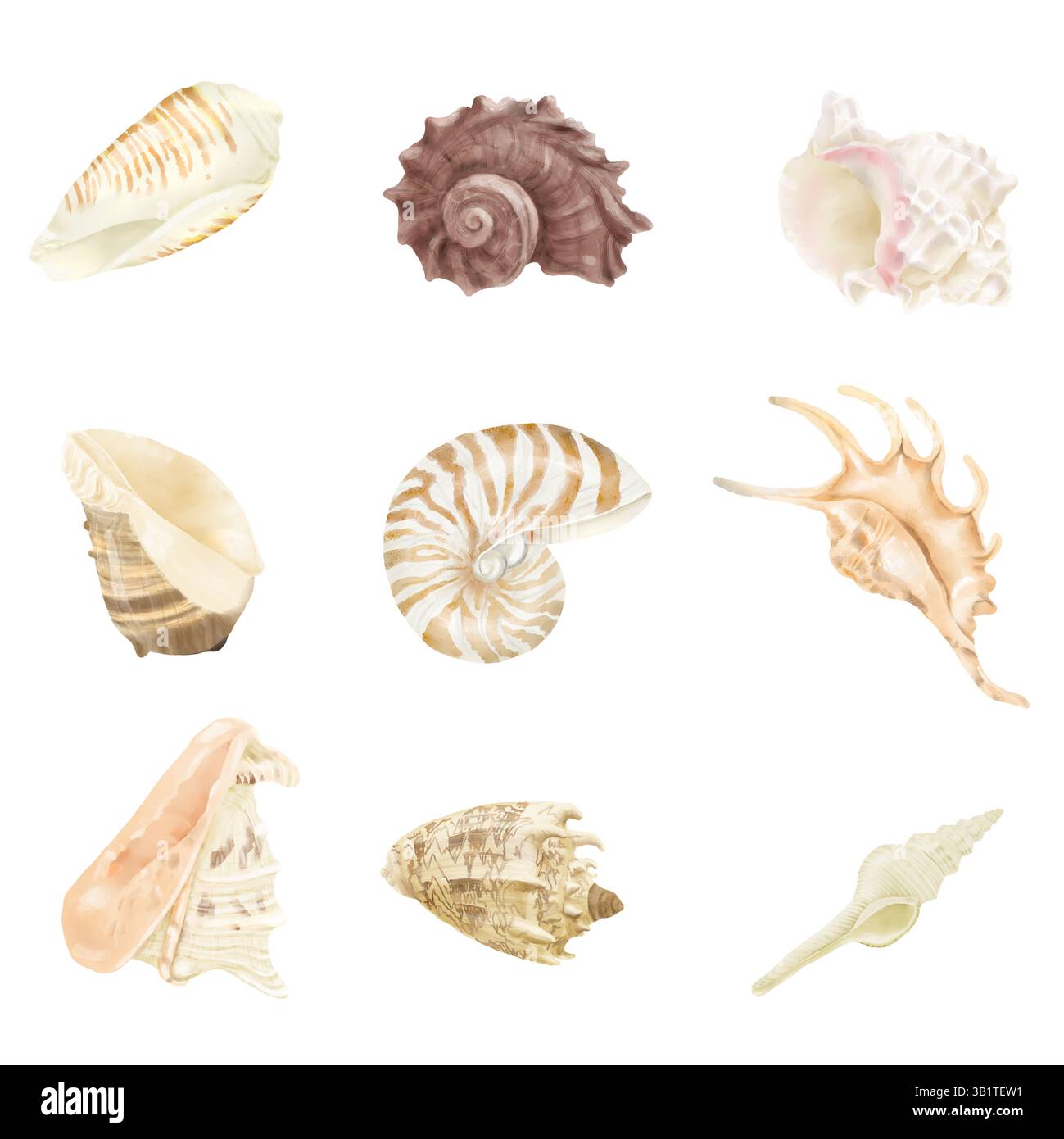 Oceanic shells of moluska murex, lambis, nautilus. Watercolor ...