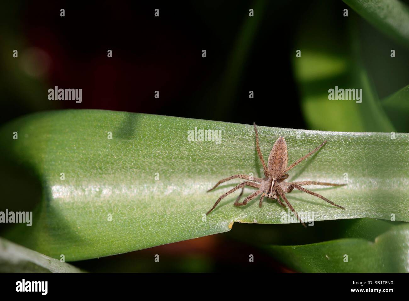 Wolf spider genus Pardosa family Lycosidae, common brown grey garden ...