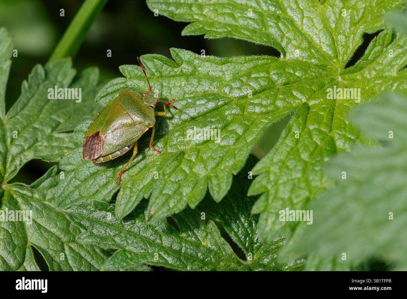 Dark red wing tips at rear hi-res stock photography and images - Alamy