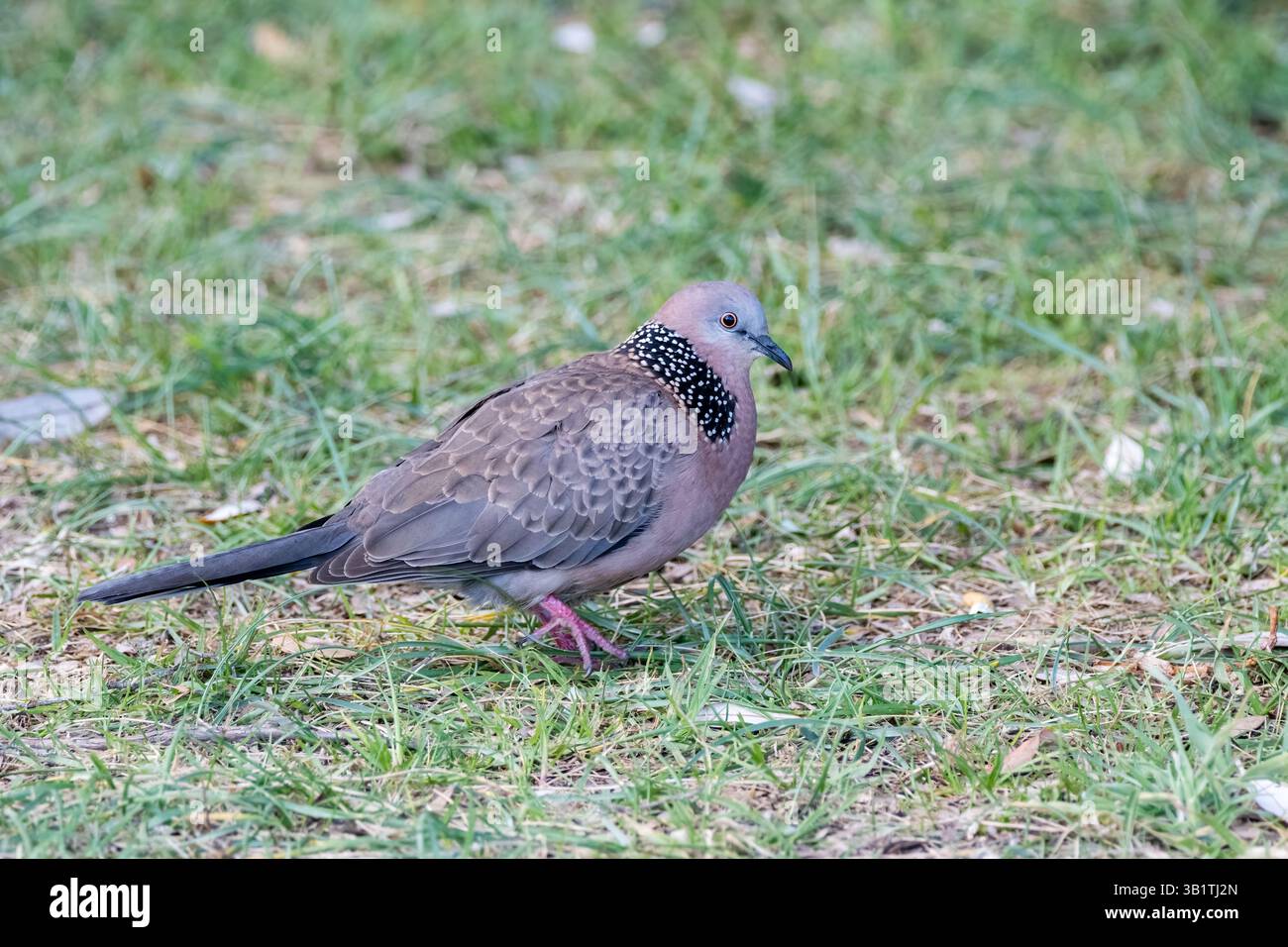 eastern spotted dove, Spilopelia chinensis, on the ground, Australia ...