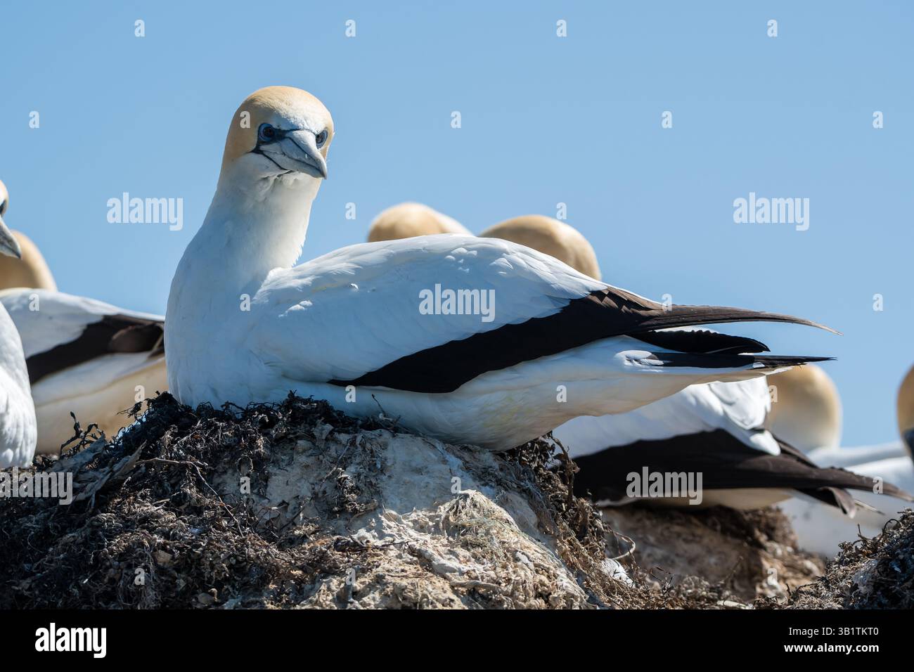 Australasian gannet, Morus serrator, Sorrento, Australia Stock Photo ...